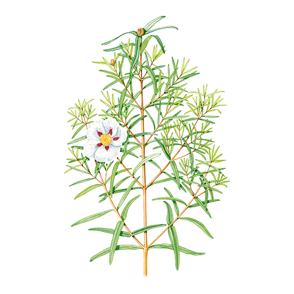 Cistus Ladaniferous Essential Oil | Benefit & Properties | Puressentiel UK