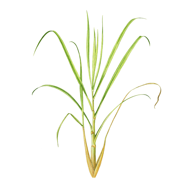 Java Citronella Essential Oil | Benefits & Properties | Puressentiel UK